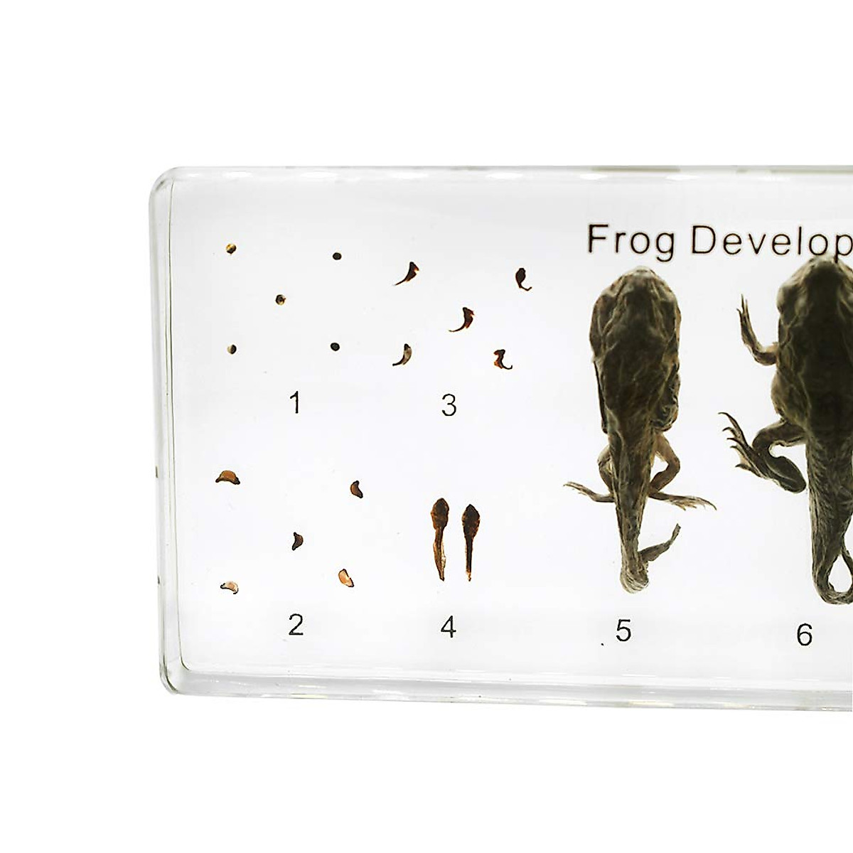 Lifecycle of a Frog Development Paperweight Specimens Paperweight Science Classroom Animal Specimen for Science Education