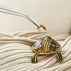 2Pcs Stainless Steel Feeding Tongs, Reptile Feeding Tweezers Long Handle Feeder Tools, Bug Feeding Clamp Cricket Tongs for Fish Aquariums, Reptiles Snakes Lizard Gecko Spider and Bird (Set 1)