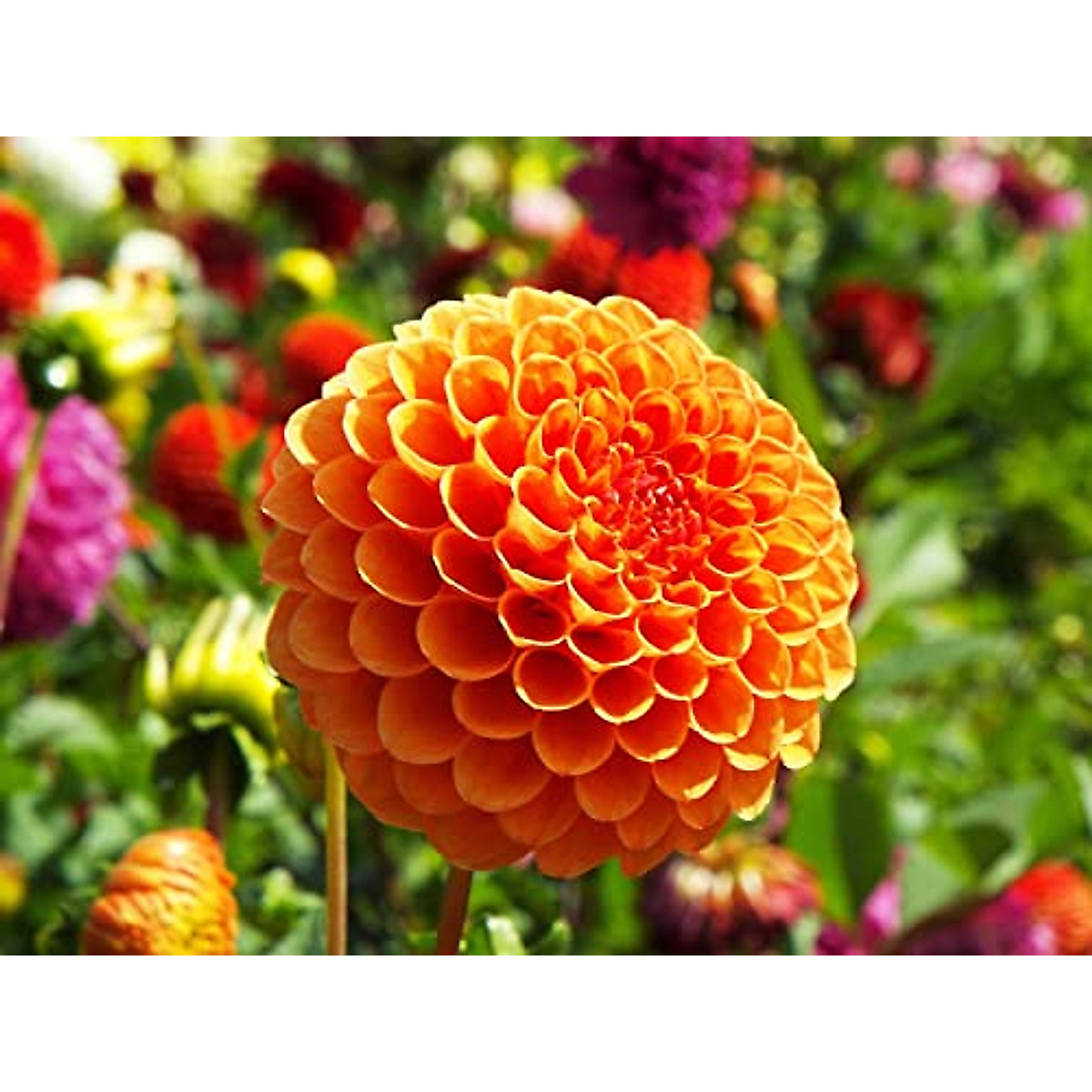 300+ Mix Dahlia Seeds Compound Petals Multi-Color, Beautiful Annual Outdoor Garden Potted Plants Non-GMO Dahlia for Planting Dahlia Pinnata Seeds