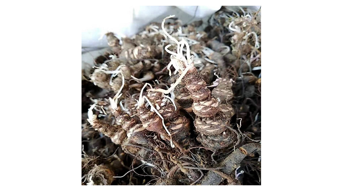 20g Red Oxalis corymbosa DC Bulbs Red Shamrock Wood Sorrel Flower Oxalis triangularis Purple ...