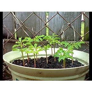 1087-Dwarf Honey Fig (Ficus carica) Seeds by Robsrareandgiantseeds UPC0764425786764 Non-GMO,Organic,Historic,Bonsai, 1087 Package of 5 Seeds