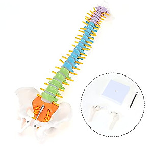 MIIRR Mini Color Spine Anatomy Model, 16.5" Human Spine Model with Spinal Nerves, Intervertebral Discs, Pelvis Model, Great for Learning, Teaching, Displaying