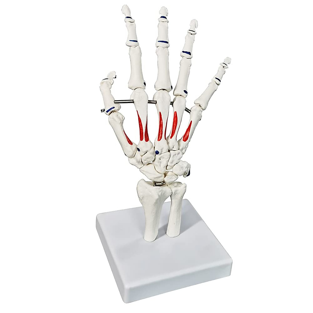 Merinden Life Size Skeletal Hand Model with Wrist, Ulnaand Radius, Articulated Hands Skeleton Secured with Wire, Hand Joint Model Palm Bone Anatomical Muscle Start and End Point Tag Recognition