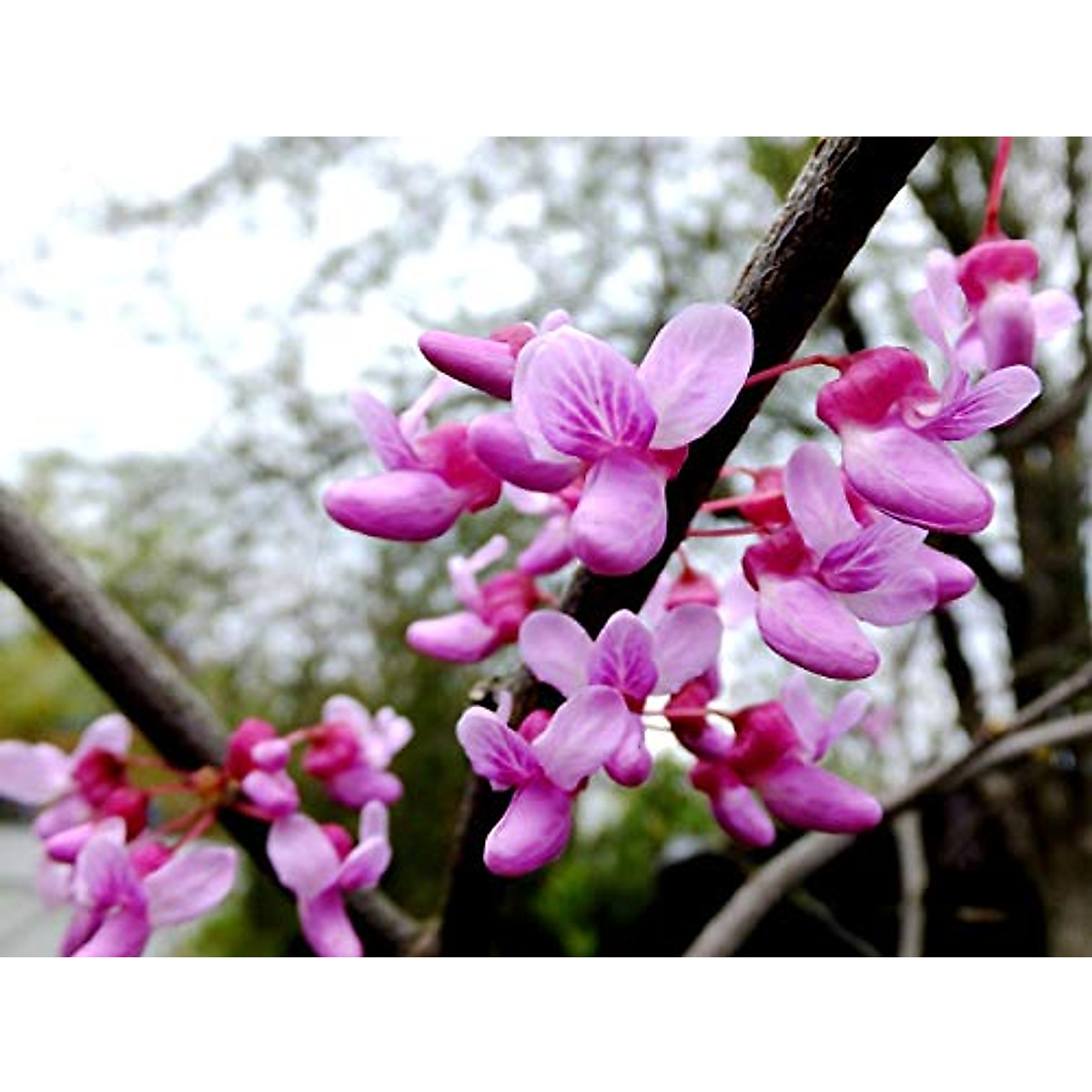 Eastern Redbud Tree Sakura Bonsai American Redbud Cercis Canadensis 15 Seeds Garden Seeds for Planting
