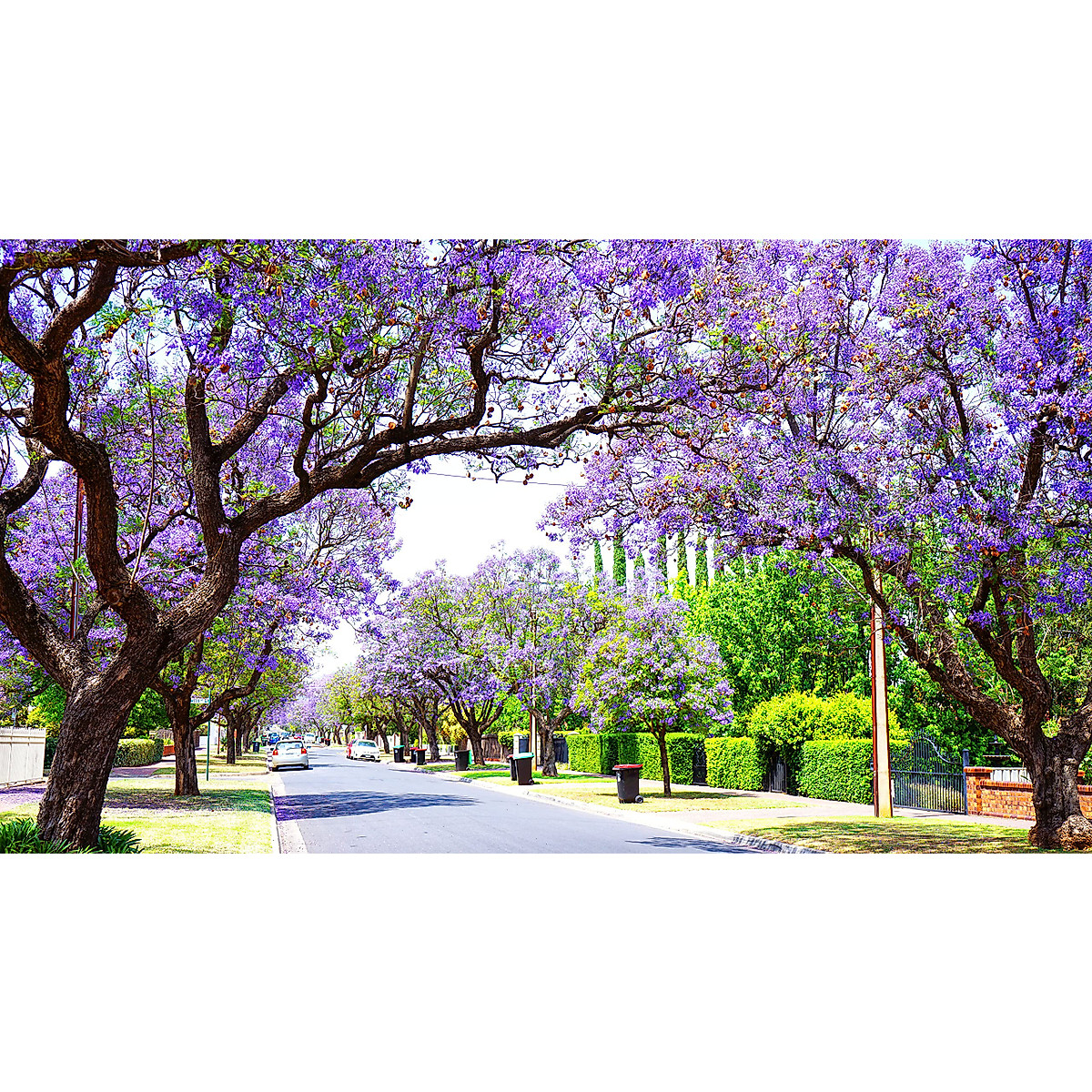 100 Jacaranda Tree Seeds (Jacaranda mimosifolia/Jacaranda acutifolia) - 100 Seeds - Blue Jacaranda Seeds, Black Poui, Nupur Tree - Pack of 100 Rare and Viable Seeds - QO Seeds
