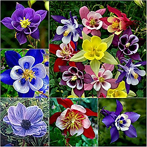 RAISE ME UP: Seeds Columbine Mix Aquilegia Perennial Flowers