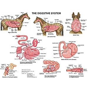 Equine Digestive Anatomy Chart Horse