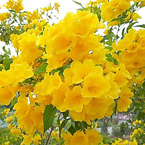QAUZUY GARDEN 50 Seeds Yellow Bells Trumpet Bush Seeds Yellow Elder, Esperanza Tree, Tecoma Stans, Hardy Drought Heat Tolerant - Flamboyant Perennial Privacy Screen Accent