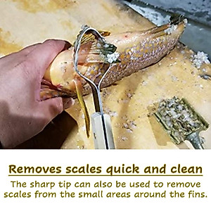Kanda Fish Scaler Remover Tool Scraper 2Way Fast Cleaning Fish Skin, Stainless Steel with Wooden Handle, Easy and No Mess, Made in Japan