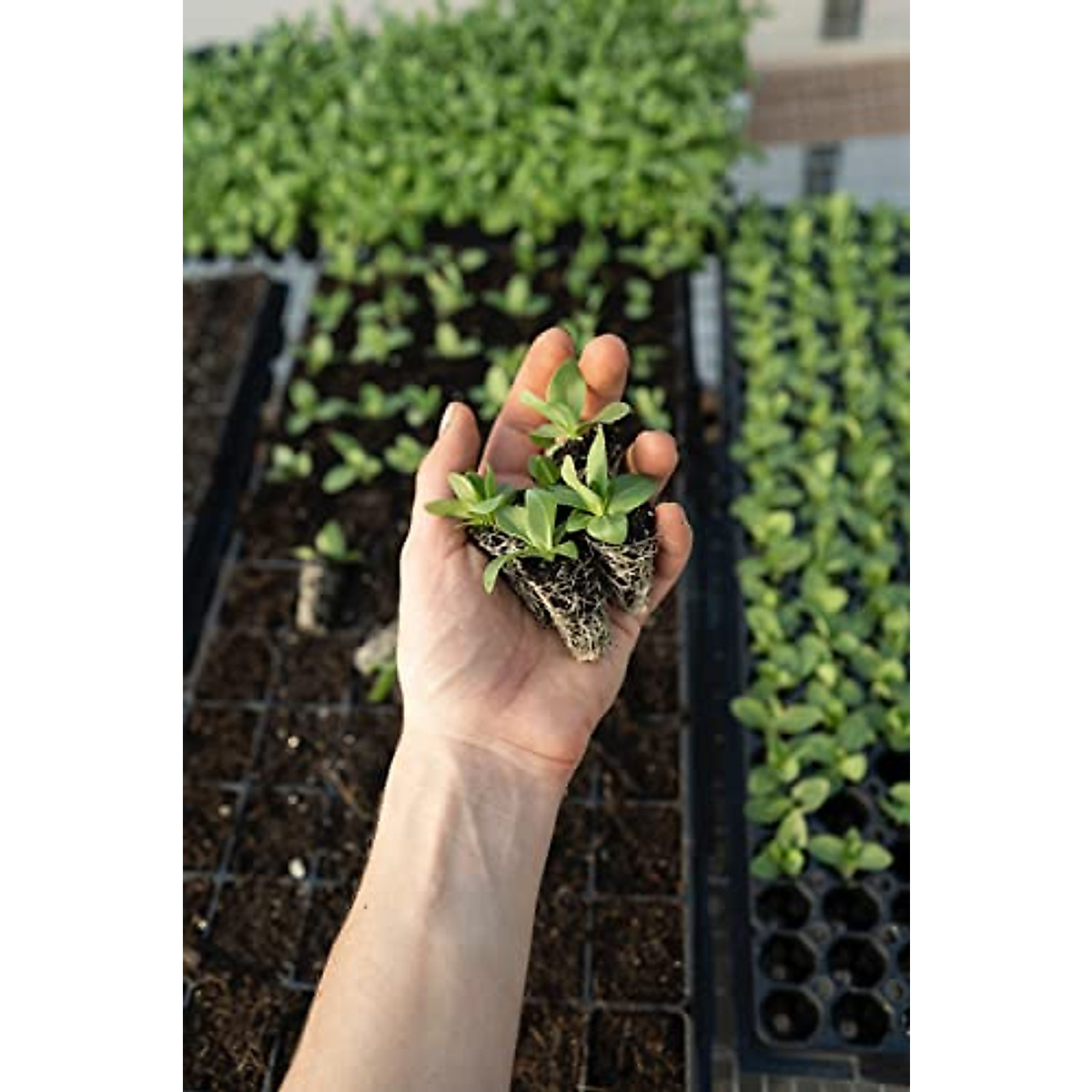 MAXIROOT Organic Seedling Solution-Fertilizer, CDFA OMI, 32 oz