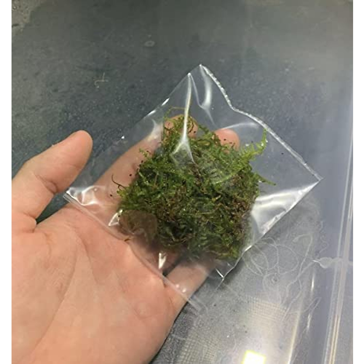 Marcus Fish Tanks Christmas Moss Vesicularia Montagnei Live Freshwater Aquarium Plant Live Aquarium Moss Buy 2 Get 1 Extra