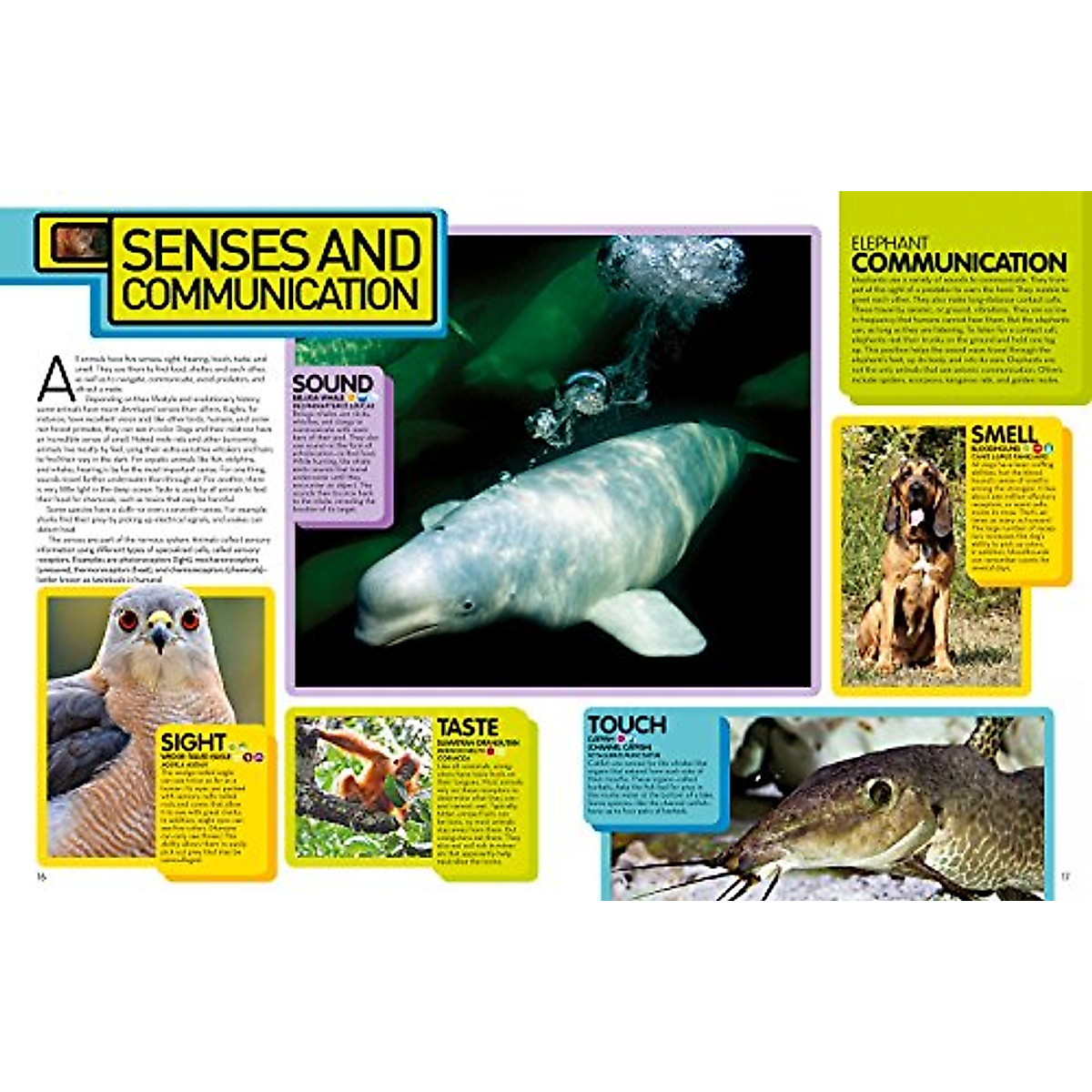 National Geographic Animal Encyclopedia: 2,500 Animals with Photos, Maps, and More!