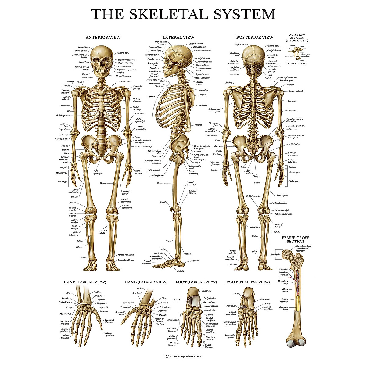 Palace Learning 2 Pack - Skeletal System Anatomical Poster + Nervous System Anatomy Chart - Laminated