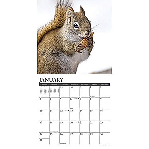 Squirrels 2021 Wall Calendar