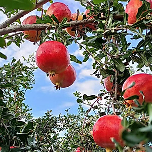 Pomegranate Live Tree Plant Seedling,14-17inch Height, Very Large Orange Red Fruit with Red Arils and Sweet Tart Juice Great for Home and Garden Yards Planting