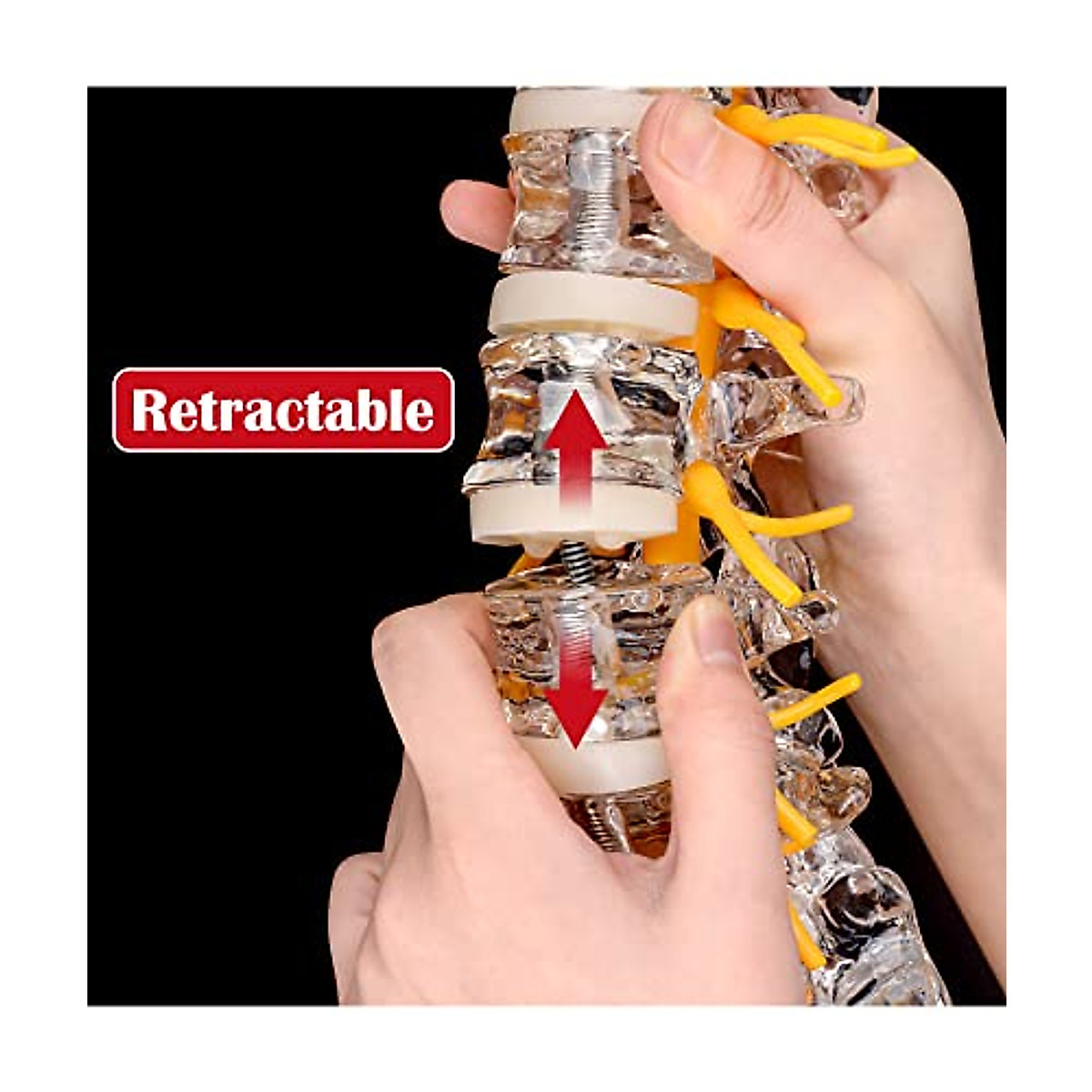 Ultrassist Human Lumbar Spine Model with Sacrum, Spinal Nerves and Herniation Disc, Includes Base for Display, Life Size Spine Model for Medical Education