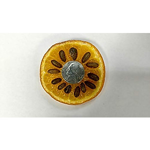 Blaptica dubia 400 Small Dubia Roaches in CUP