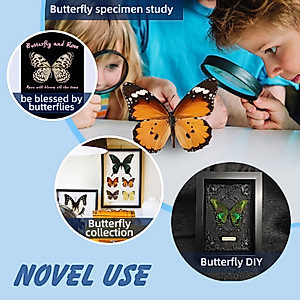 WTUAWB 6 Pcs Real Butterfly Specimen - Taxidermy Butterfly DIY Creative Production, Taxidermy Animals for Framed Butterfly Shadow Box (Random)