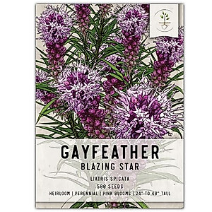 Seed Needs, Gayfeather Seeds - 500 Heirloom Seeds for Planting Liatris spicata - Perennial, Open Pollinated Wildflowers That Attracts Pollinators to The Garden (1 Pack)