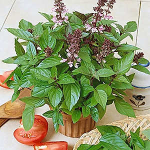 Outsidepride Basil Cinnamon Ocimum Basilicum Culinary Herb Garden Plant - 5000 Seeds