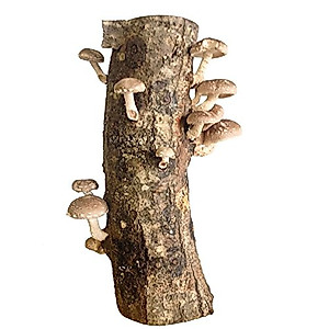 12" Shiitake Mushroom Log Grow Gourmet Mushrooms Grow in Your Garden
