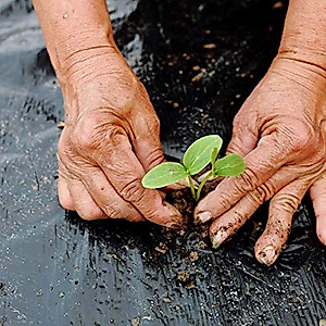 2 Pack 33 x 3 Feet Black Embossed Plastic Film with Planting Holes- 1 Mil Garden Weed Control Barrier Film Mulching Breathable Gardening Farming Landscape Sheeting for Moisture Temperature Maintaining