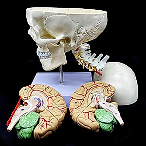 Human Skull with Brain and Cervical Vertebra Anatomical Model Life-Size Anatomy for Science Classroom Study Display Teaching Model