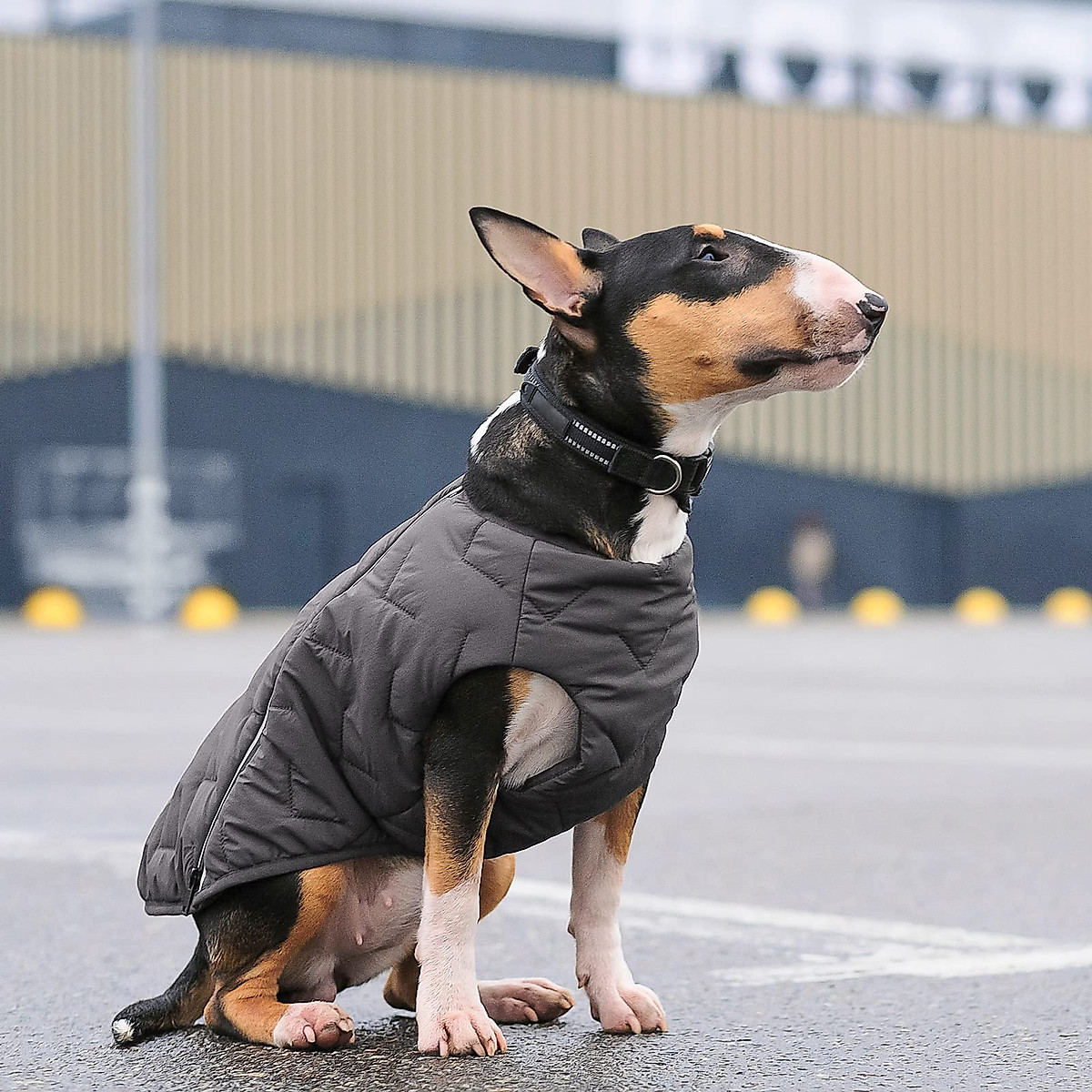 Bonne et Filou Sustainable Dog Jacket Vest Made in Ukraine with Premium Recycled Materials - Lightweight Warm Waterproof Windproof Winter Dog Coat Outfit for Cold Weather (X-Small-2, Grey)