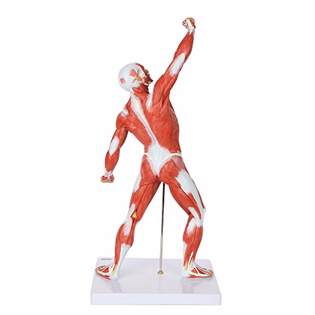 Miniature Muscular System Model, 20” Human Muscle Model, Body Muscle Figure Anatomy Model with Structure of the Body, Anatomy and Physiology Model, Detailed Product Manual, Made by Axis Scientific