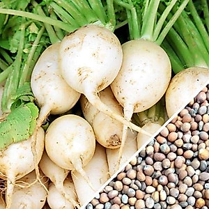 Hailstone Radish Seeds, 250+ Heirloom Seeds, (Isla's Garden Seeds), Non GMO Seeds, Botanical Name: Beta vulgaris
