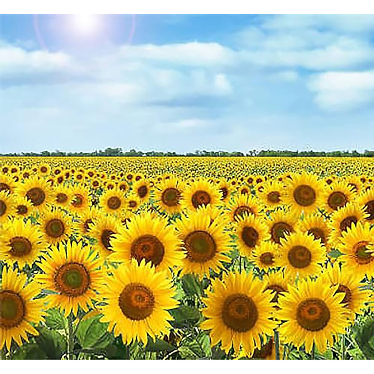 Teddy Bear - Fluffy, Giant Sunflower Seeds - 30 Seeds - Up to 7' Tall