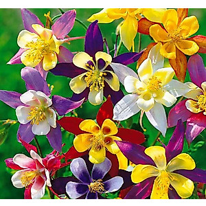 RAISE ME UP: Seeds Columbine Mix Aquilegia Perennial Flowers