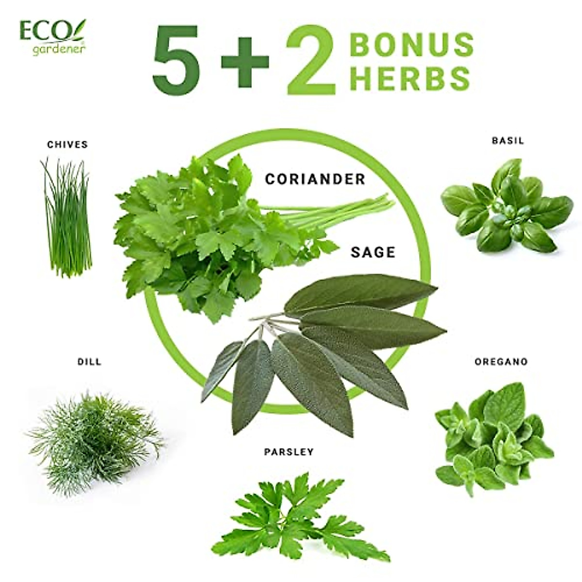 ECOgardener Herb Garden Kits - Indoor Herb Garden Kits - Herb Seed Kits for Indoor Gardening - Window or Kitchen Herb Garden Kits - 5 Pack + 2 Bonus Herbs