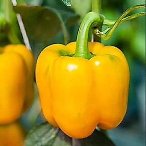 100+ Rainbow Blend Sweet Bell Pepper Seeds for Planting