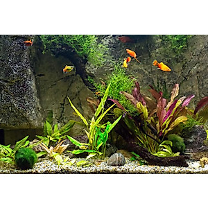 SOUTH SHORE RETAIL, LLC Assorted Community Fish Pack - Mystery Fish - Selected By Our Experts! - Live Fish (10 Pack)