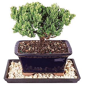 Brussel's Live Green Mound Juniper Outdoor Bonsai Tree - 4 Years Old; 6" to 8" Tall with Decorative Container, Humidity Tray & Deco Rock