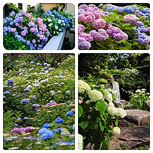 Mixed Hydrangea Seeds Flowers for Planting Non-GMO Home Garden Mixed Colors (100+)