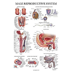 3 Pack - Female Reproductive System Anatomical Poster + Male Reproductive System + Pregnancy and Birth Anatomy Charts