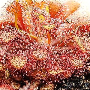 QAUZUY GARDEN 200 Mixed Drosera Sundew Seeds - Premium Carnivorous Plant Seeds - Hardy Heat Tolerant - Rare Perennial Tropical Exotic Plant for Home Garden Outdoor