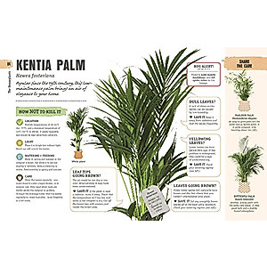 How Not to Kill Your Houseplant: Survival Tips for the Horticulturally Challenged