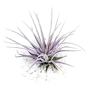 Air Plants Ionantha - Colors and Shape Varies Due to Seasonality-Live Tillandsia Succulent House Plants - Home and Garden Decor-Easy Care Plants (Purple)