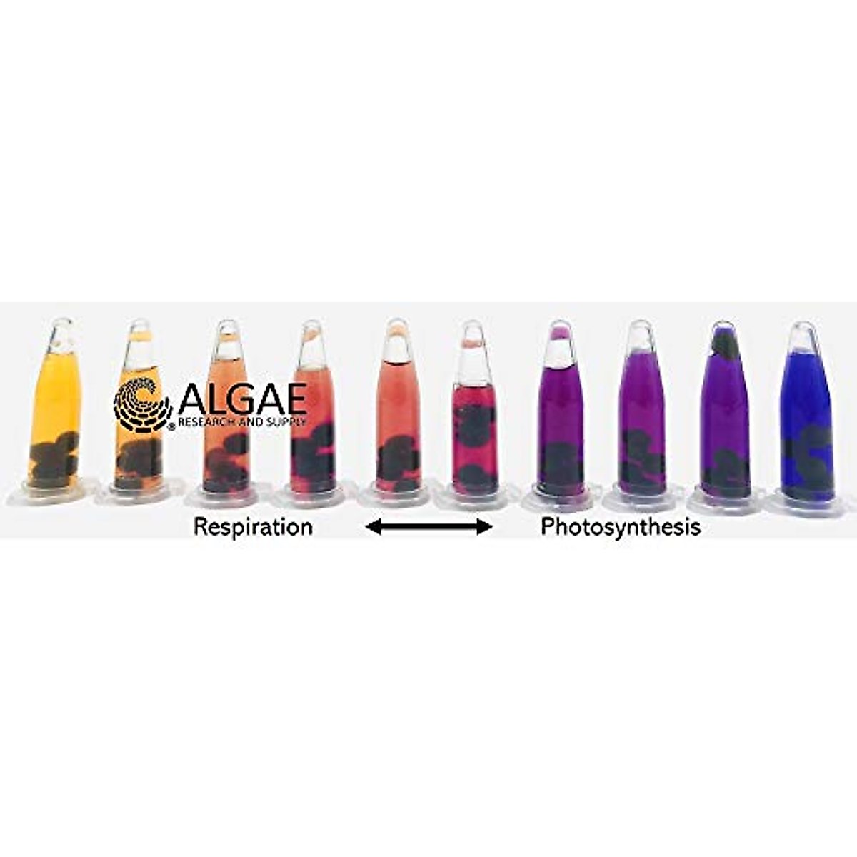 Algae Research and Supply: Algae Beads (Ready-to-go Algae Beads in Indicator- snap vials (x100))