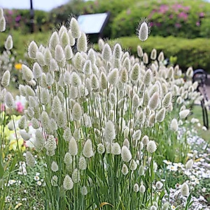 30 Bunny Tails Ornamental Grass Seeds for Planting, Dried Flowers, Crafts, Lagarus Ovatus - Ships from Iowa, USA