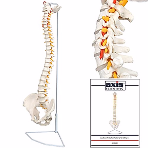 Axis Scientific, 34 Life Size Spine Model with Vertebrae,Nerves,Arteries, Lumbar Column,Male Pelvis - Human Anatomy Model for Education & Study - Includes Stand/Product Manual - Plastic Spine Model