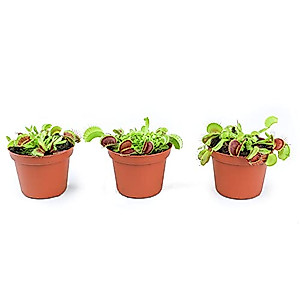 Live Venus Fly Trap Live Plant, Dionaea Muscipula, Venus Fly Trap Plant Decor, Sundew Carnivorous Plants Live Houseplants, Venus Fly Trap Terrarium Plants, Live Plants Indoor Plants by Plants for Pets