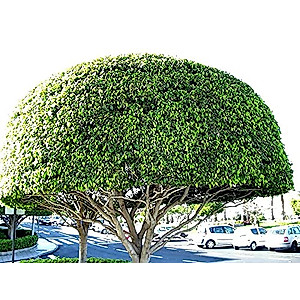 Ficus Benjamina Bonsai Weeping Fig Tree 20+ Seeds for Planting Non-GMO Houseplant — 🛍️ The ...