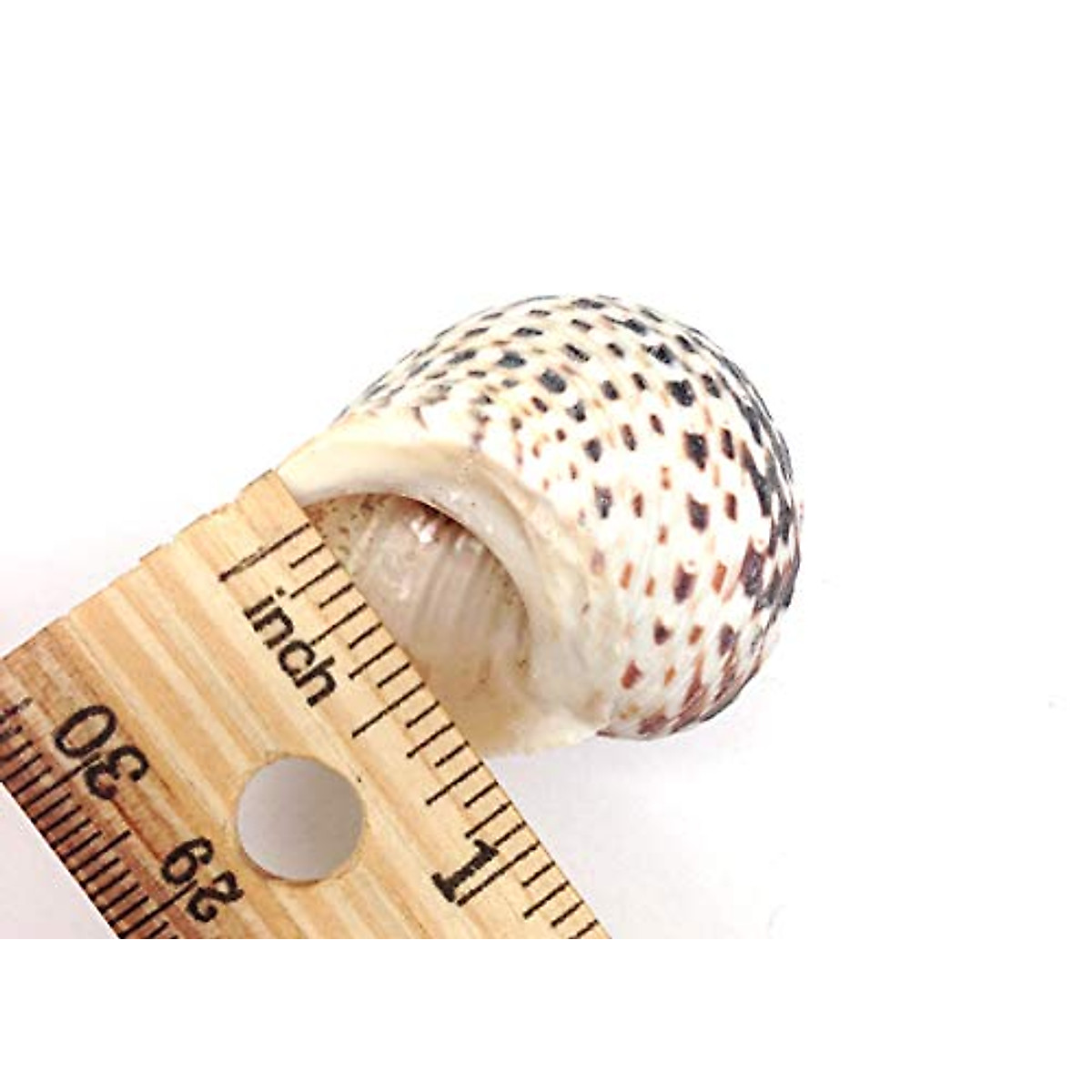 PEPPERLONELY 12PC Turbo Stripe Sea Shell, Hermit Crab Sea Shells, 1 Inch ~ 1-1/2 Inch