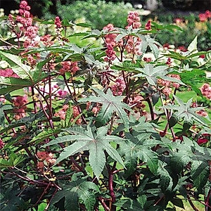 Outsidepride 15 Seeds Annual Ricinus Communis Castor Bean Bright Pink Flower Seeds for Planting