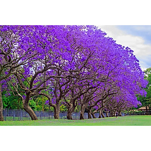 50 Blue Jacaranda Tree Seeds - Stunning Flowering Tree - Made in USA, Ships from Iowa