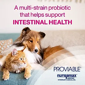 Nutramax Proviable Digestive Health Supplement Multi-Strain Probiotics and Prebiotics for Cats and Dogs - with 7 Strains of Bacteria, 80 Capsules
